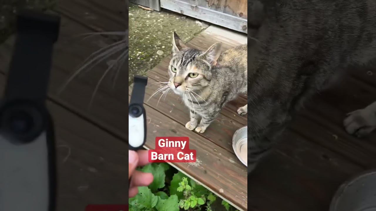 Rating My Farm Animals