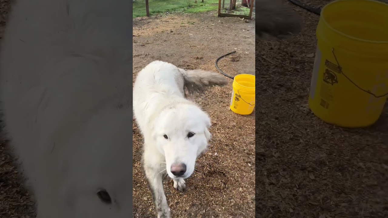 "Same Breed, Different Dogs: Meet the New Farm Dogs"