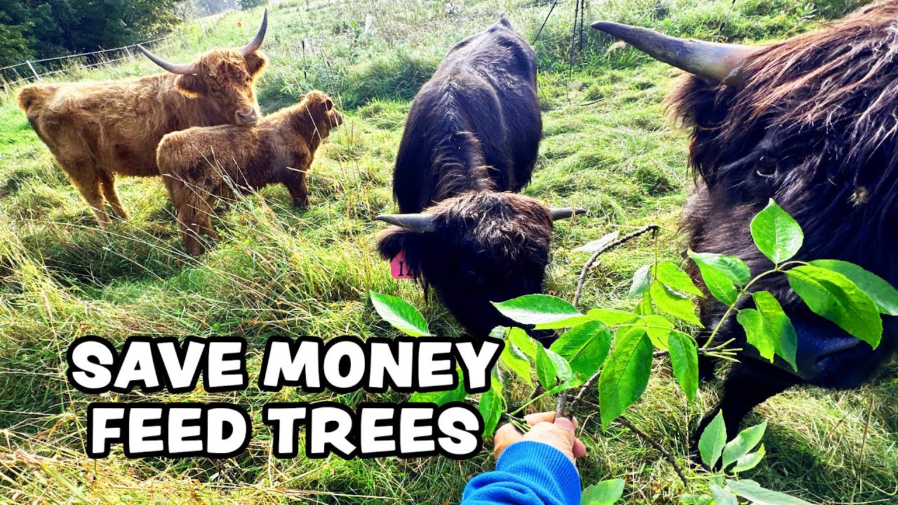 How tree hay is a money-saving hack for your farm