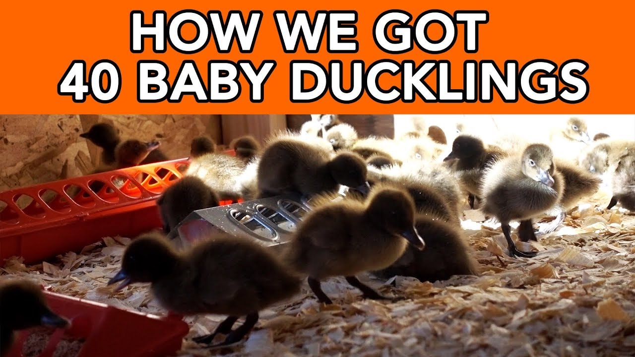 How we started raising baby ducks successfully