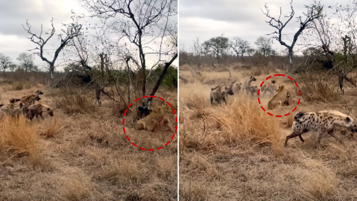 Hyenas attack lioness in an attempt to steal her meal but she fights ... Hyenas attack lioness in an attempt to steal her meal but she fights ...