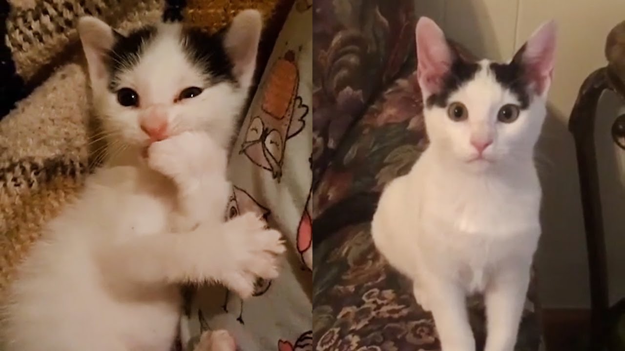 Abandoned kitten rescued from bush finds new life