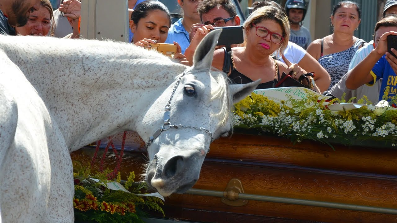 Animals behaving better than humans ever could