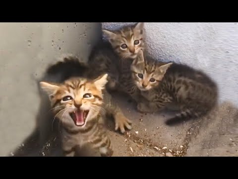 Brave Kitten Protects Her Brothers from Danger—Rescue Kitten Story