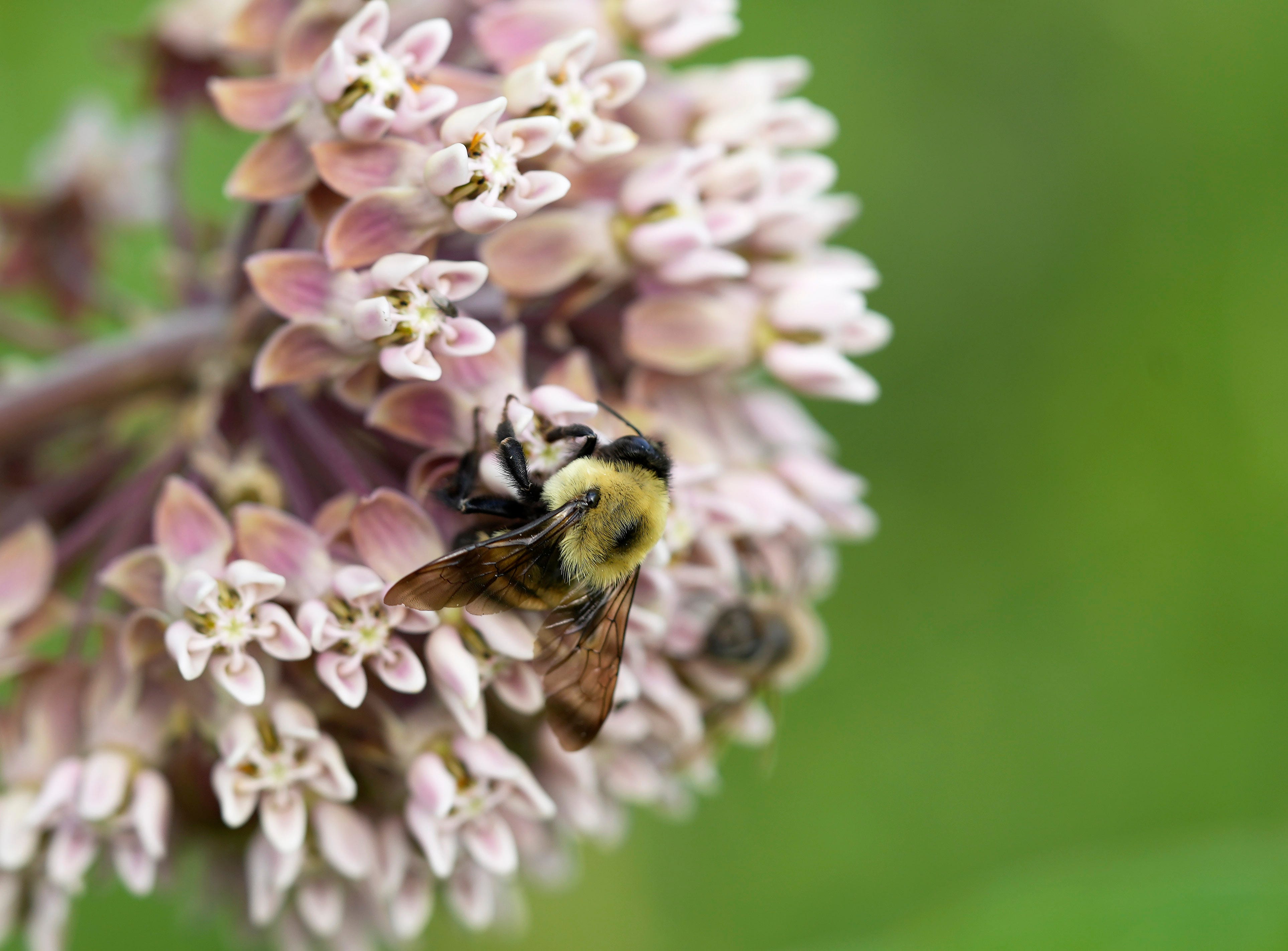 Columbus could relax its weed code. What does that mean for your garden?