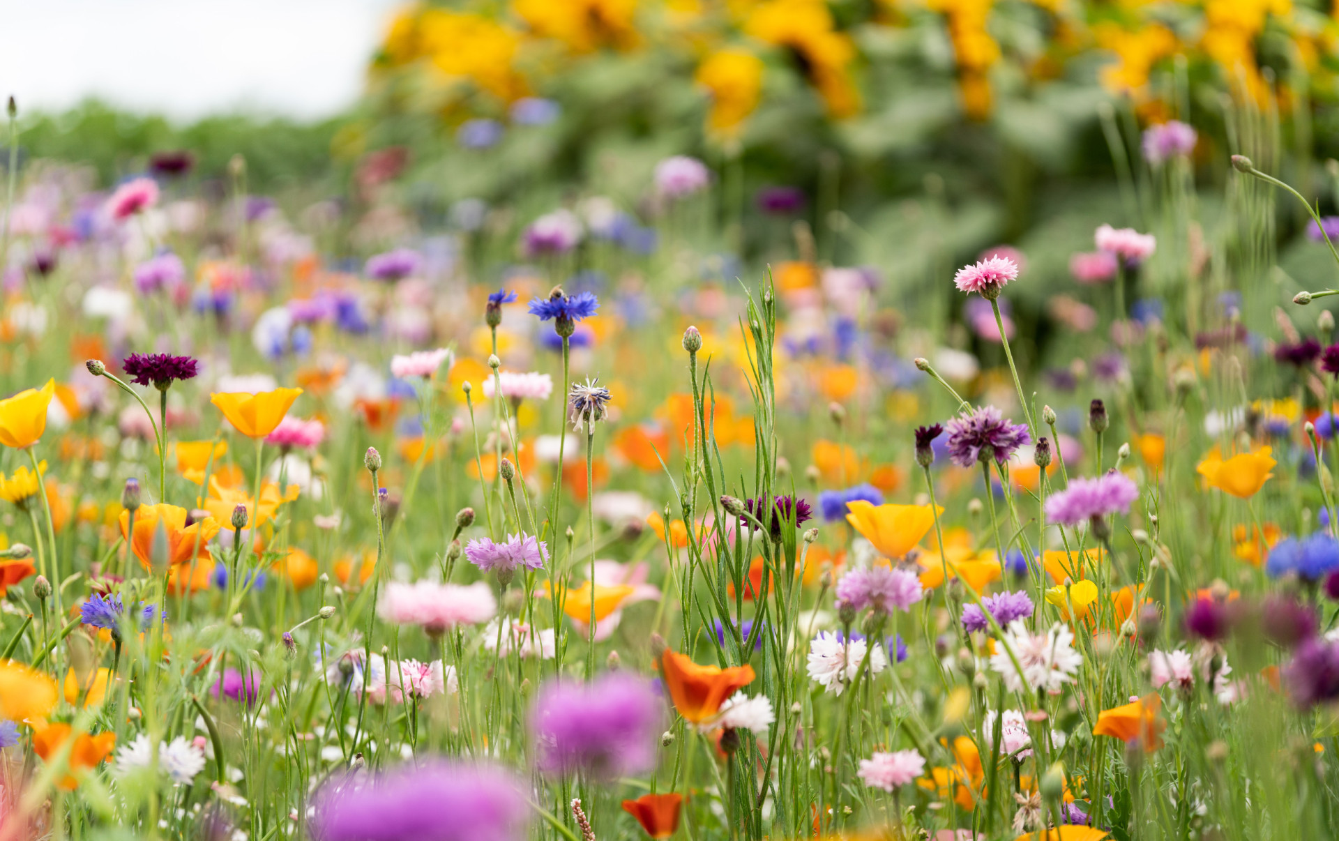 The fascinating history of giving flowers