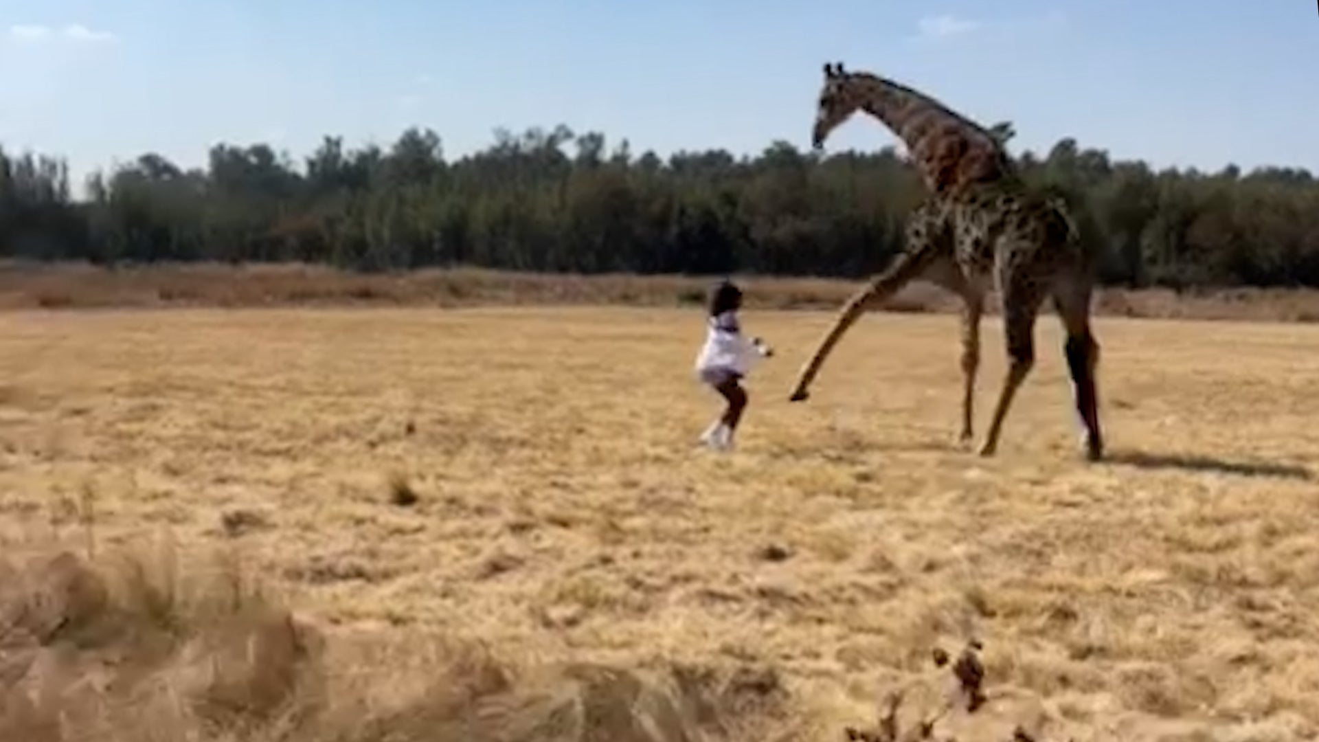 Watch What Happens When A Woman Gets Too Close To A Giraffe