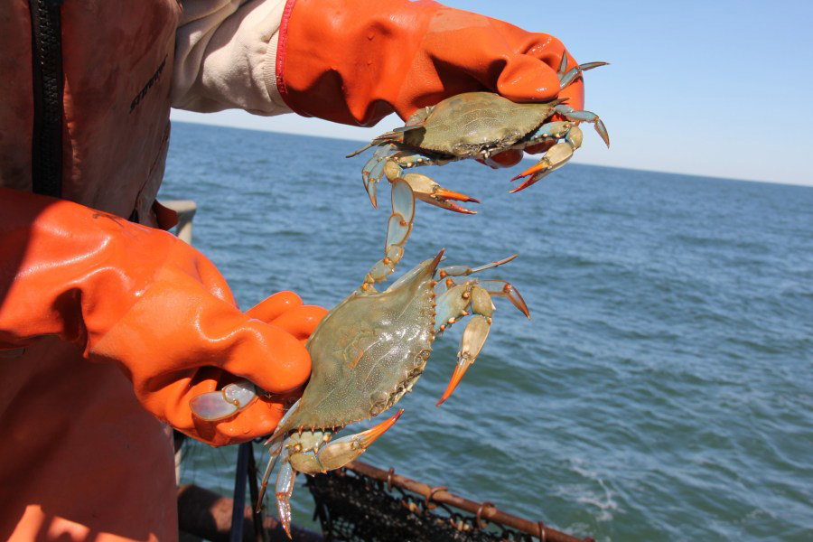 Virginia Marine Resources Commission halts winter crab dredging Virginia Marine Resources Commission halts winter crab dredging