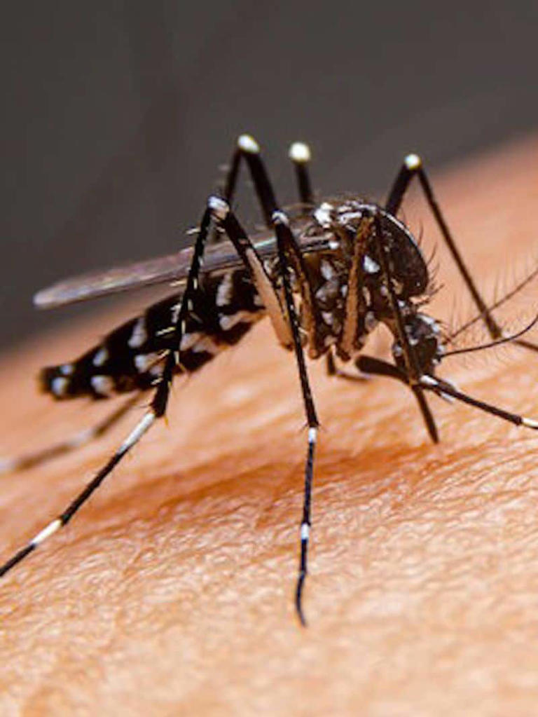Dengue in Karnataka: 7 ways to prevent mosquito breeding at home Dengue in Karnataka: 7 ways to prevent mosquito breeding at home
