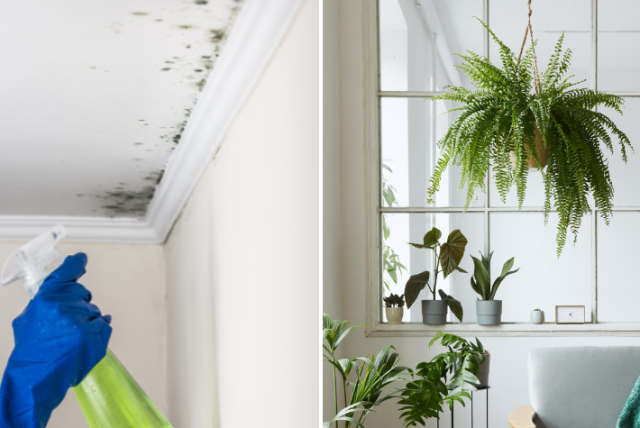 Tome nota: estas son las plantas que ayudarían a eliminar el moho y la ... Tome nota: estas son las plantas que ayudarían a eliminar el moho y la ...