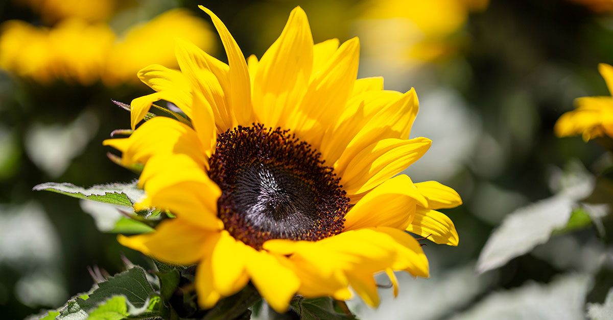 10 Reasons Why You Should Be Growing Sunflowers By Your Front Door