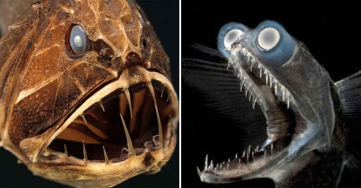 Monsters of the Deep: 23 Photos Sea Creatures That’ll Keep Us on the Beach