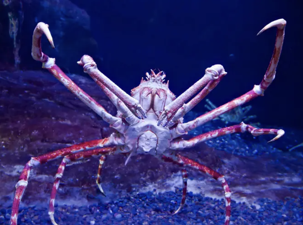 Terrifying Deep Sea Monsters to Keep Us Firmly on Land