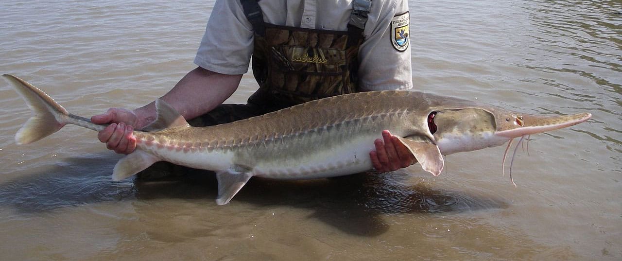 8 of the Largest Sturgeon Ever Caught