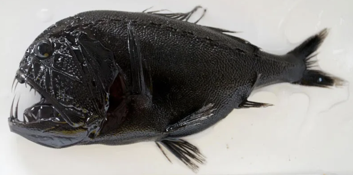 Terrifying Deep Sea Monsters to Keep Us Firmly on Land