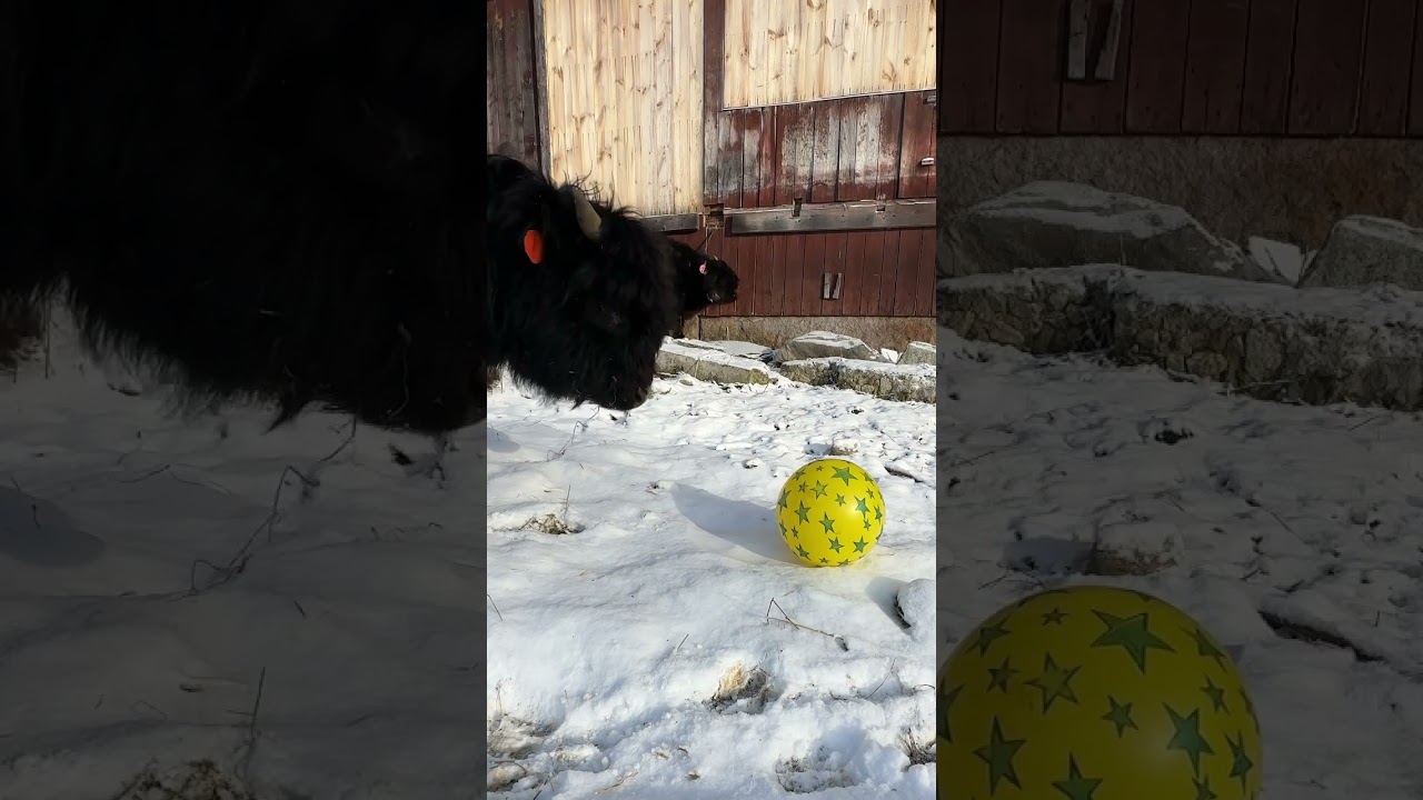 Bulls Playing with Balls