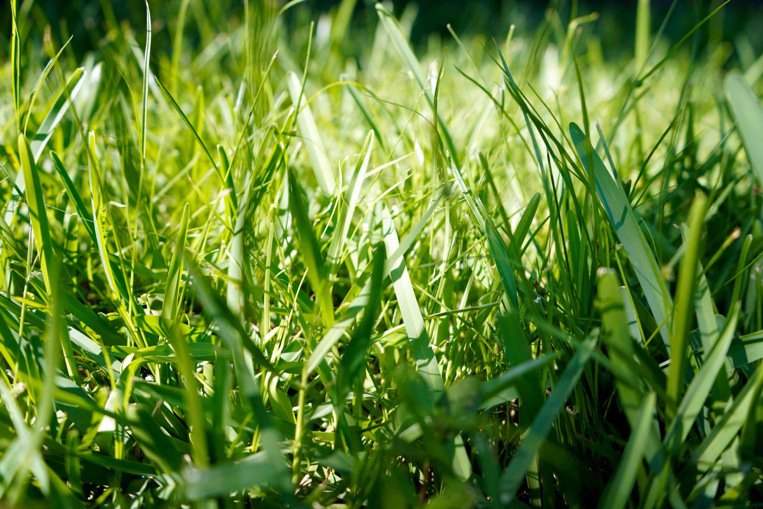 7 Fast-Growing Grasses for a Greener Lawn in No Time