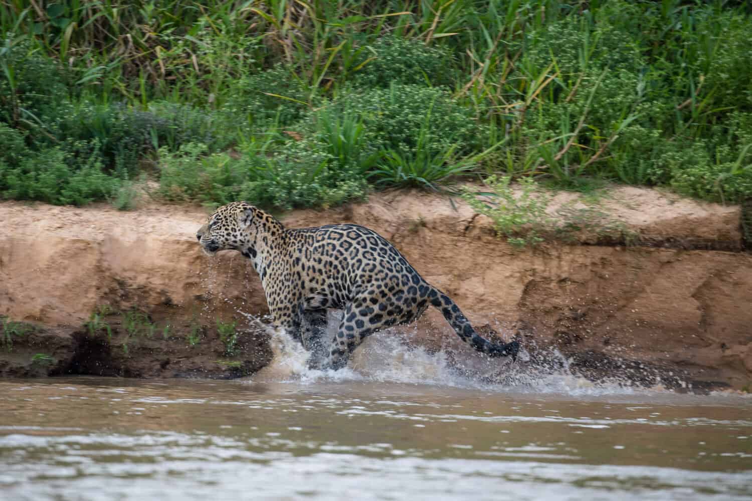 Discover some truly impressive displays of raw animal power