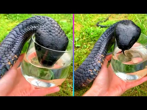 Animals asking for help that restore your faith in people