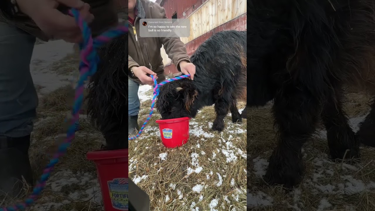 Getting to Know Our New Bull