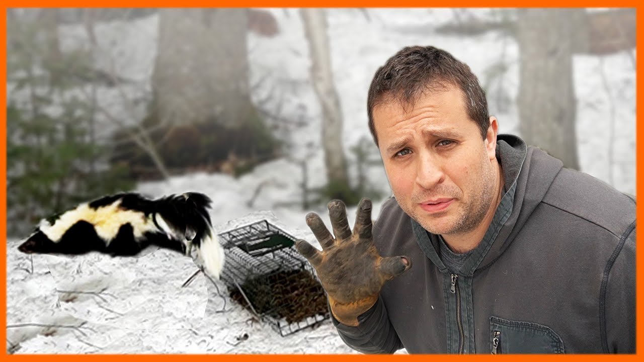 Releasing a skunk from a live trap the wrong way