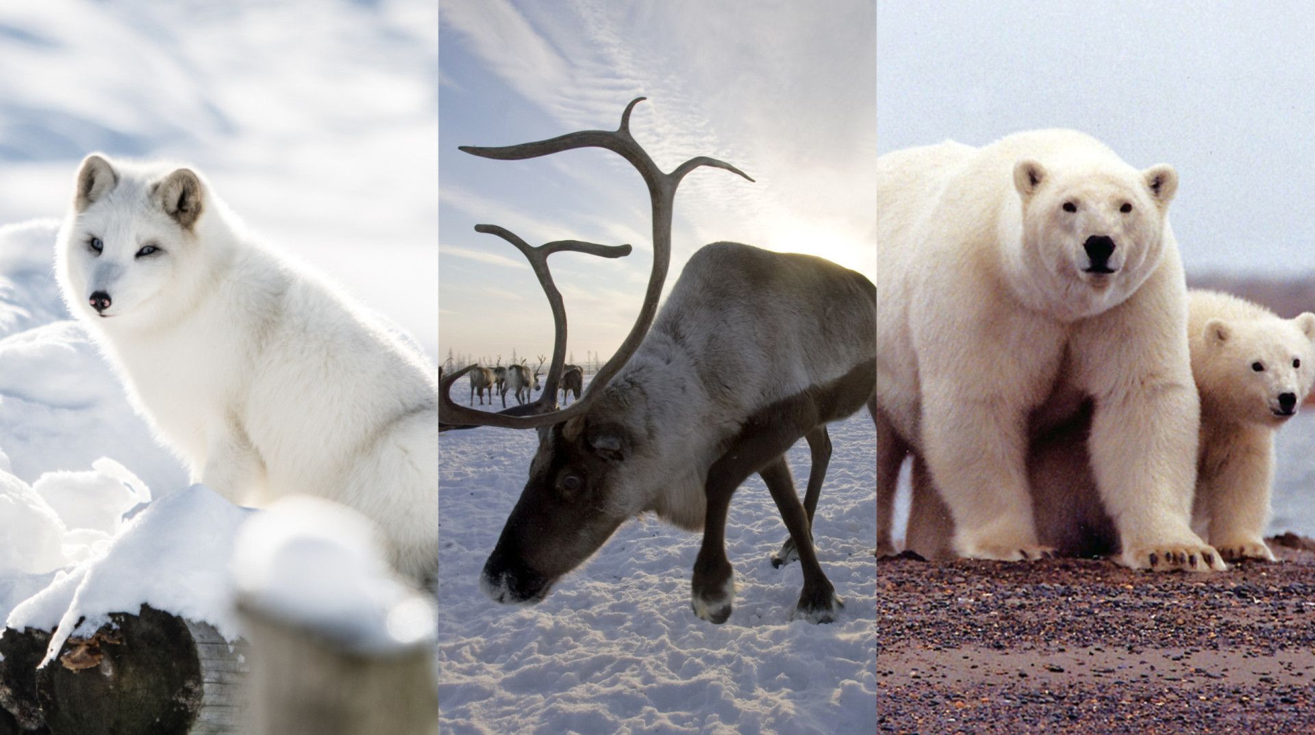 Les animaux qui vivent dans l'Arctique