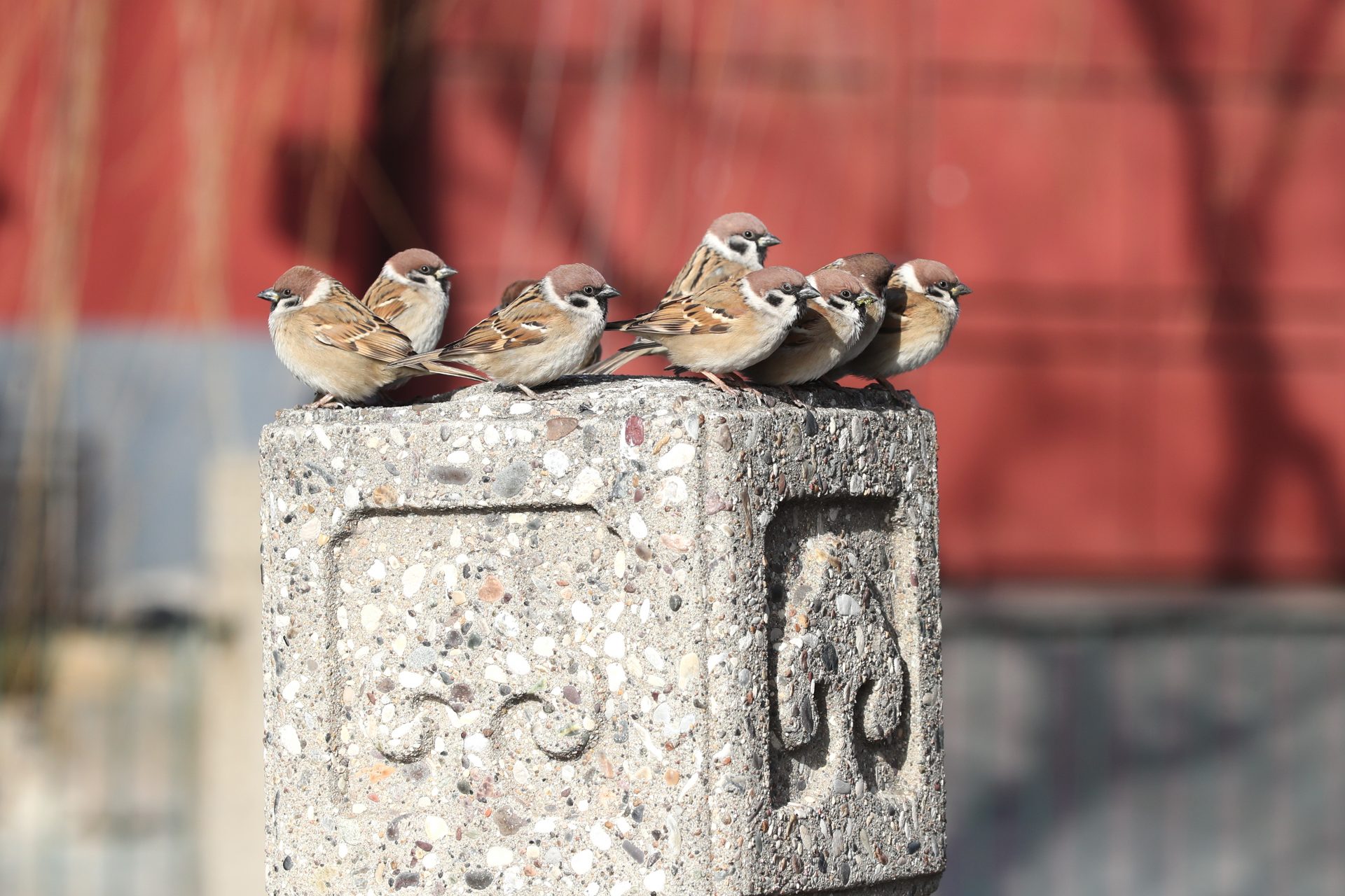 Feathered Foes: How China's war on sparrows became an ecological ...