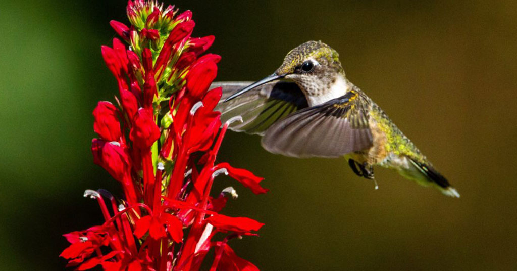 14 Flowers That Attract More Birds To Your Yard