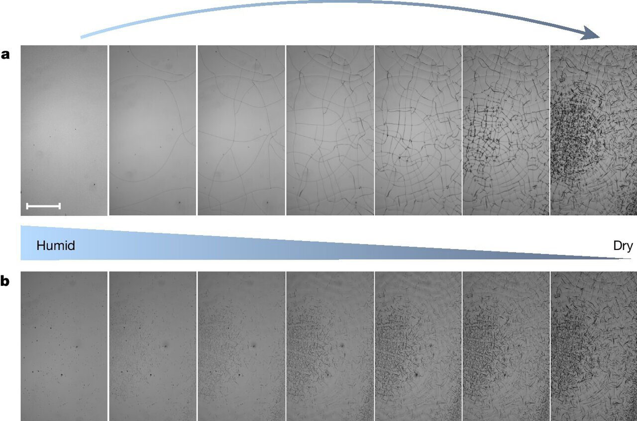 Researchers accidentally discover that mixing water with a peptide ... Researchers accidentally discover that mixing water with a peptide ...