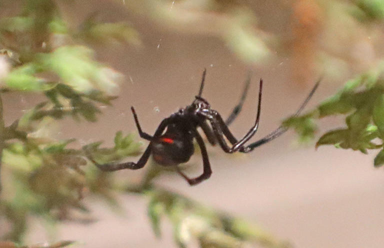 A look at Florida's most dangerous animals that can kill