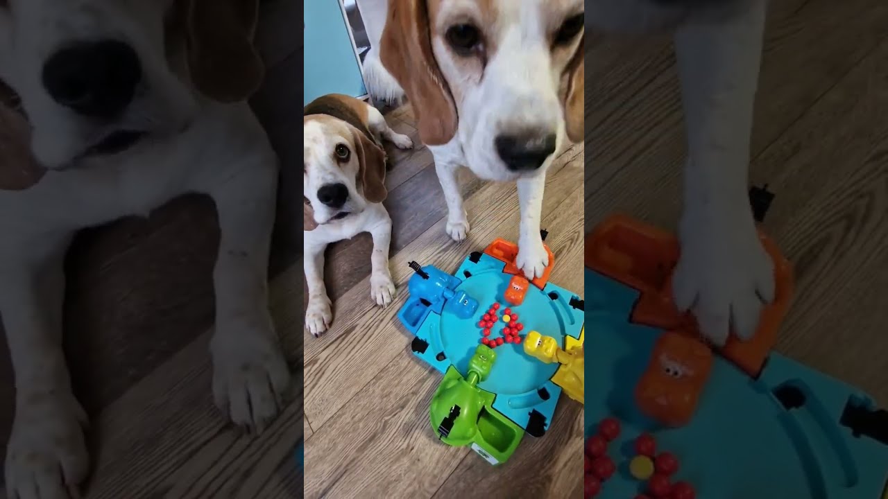 Beagles can do so many fun activities indoors