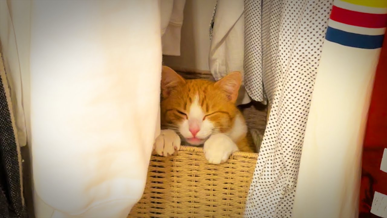 What happens when a 4-month-old rescue cat joins a new home?