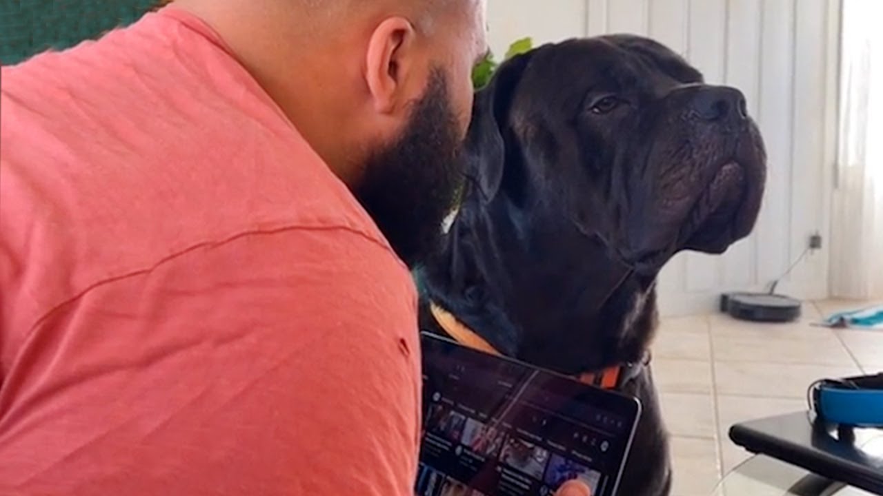 My Dog Should Be Human in the Next Life—Funny Moments