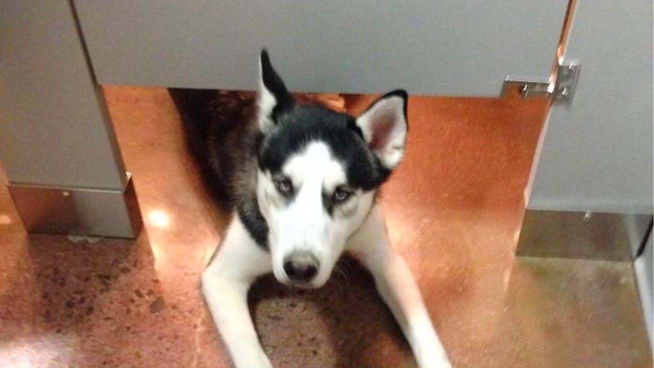 No Boundaries? This Clingy Dog Says That’s Fine