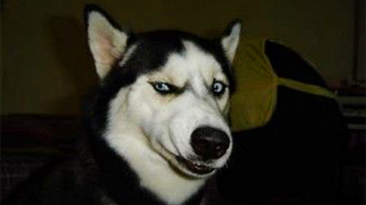 Dogs understand us more than you’d ever expect