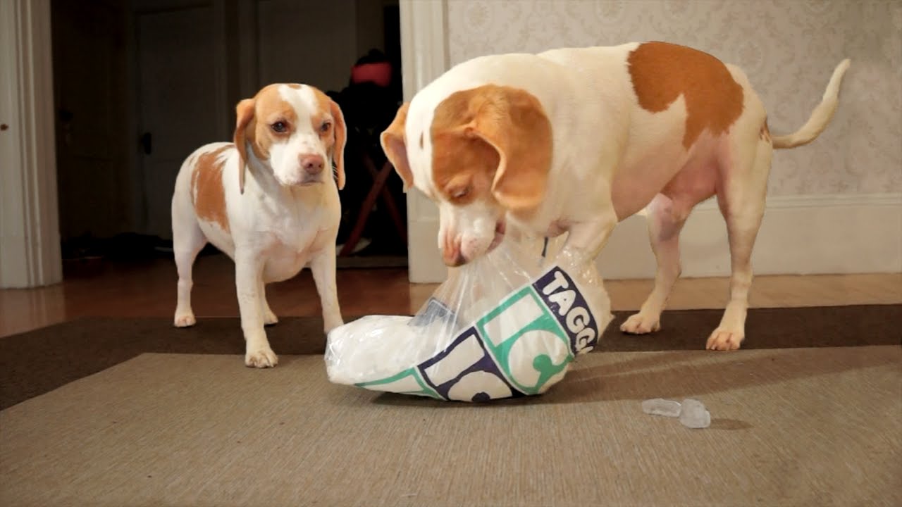 A dog reacts with pure excitement to a bag of ice
