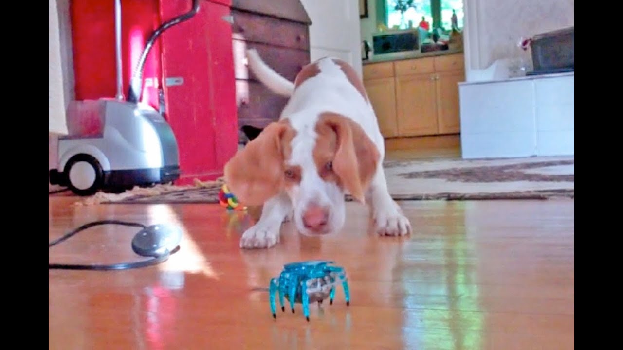 Puppy Faces Off With a Crab Robot