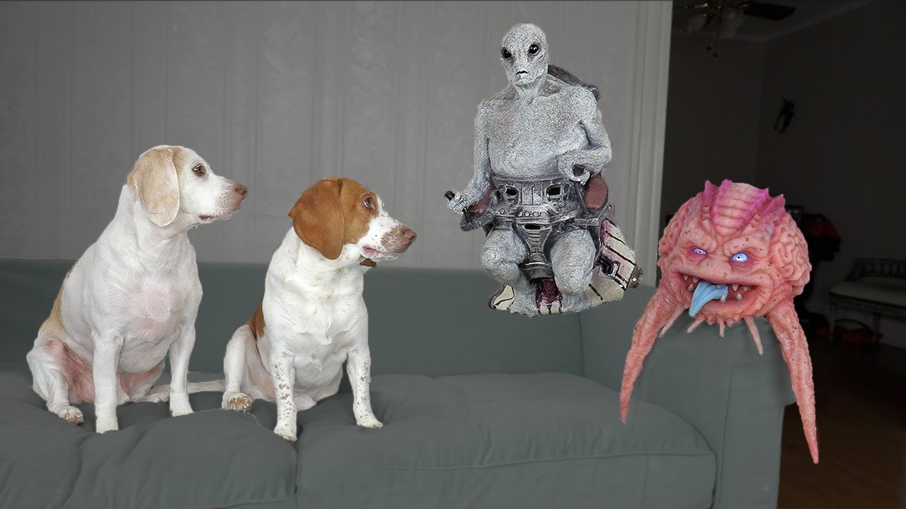 Dogs vs Aliens Invasion Prank! Funny Dogs Maymo & Potpie Steal Alien UFO