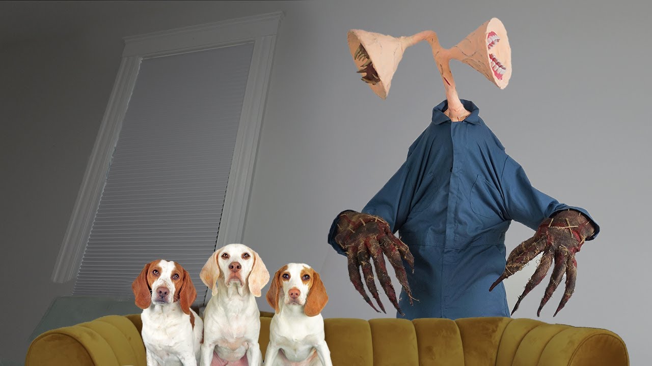 Dogs try to befriend siren head in hilarious outdoor prank