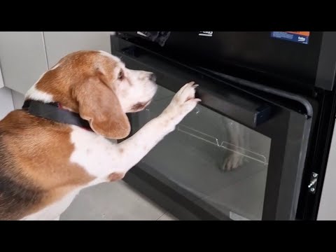 Funny beagles trying to clean the kitchen oven