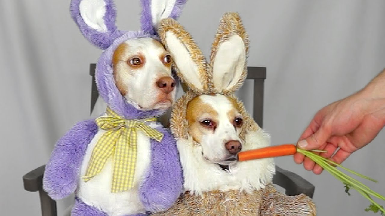 A dog in a bunny costume refuses to eat carrots