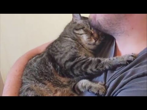 The soothing power of a cat’s cuddle