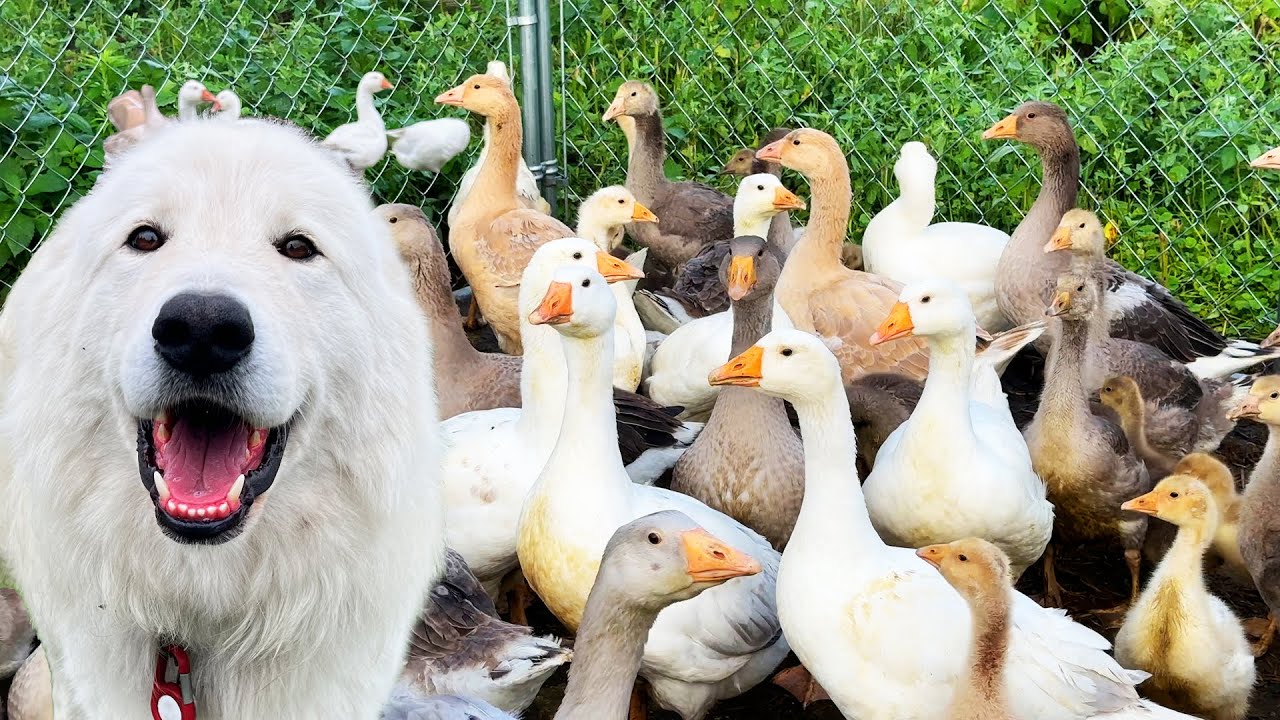 Dog protecting the goslings on the farm