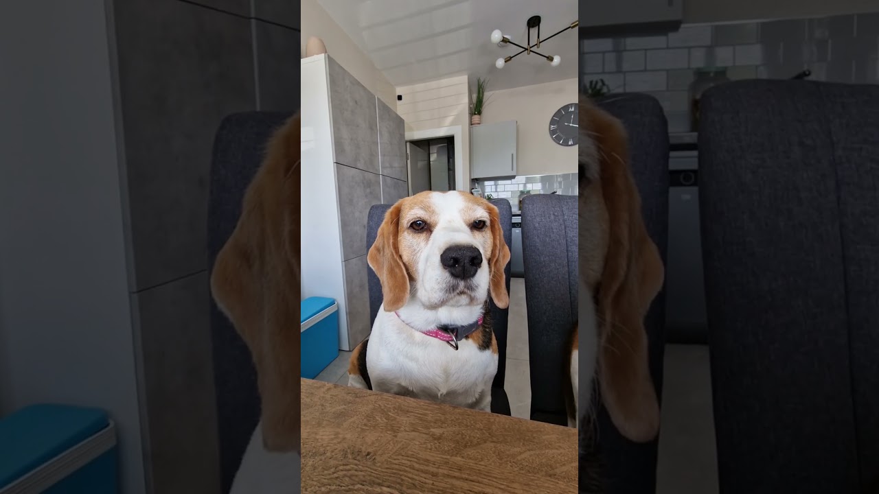 When beagles can't share and argue over treats