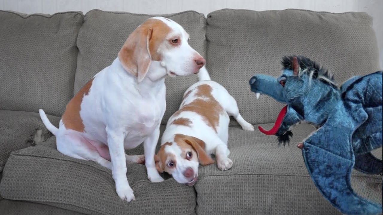 Dogs confront a scary dragon puppet at home