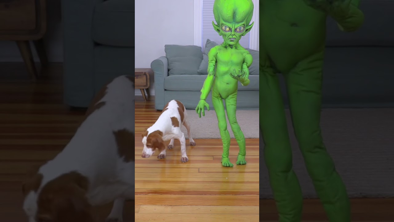 Dog Falls in Love with a Silly Alien Friend