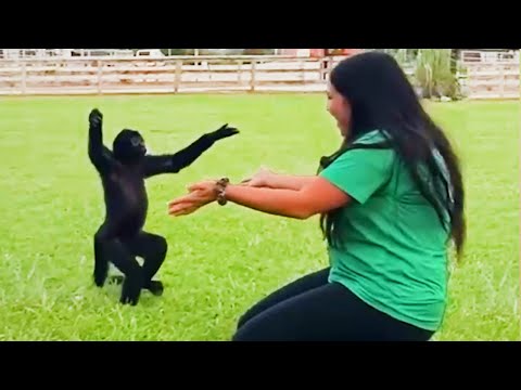 Heartwarming Animal Reunions with Owners—Watch and Feel Good