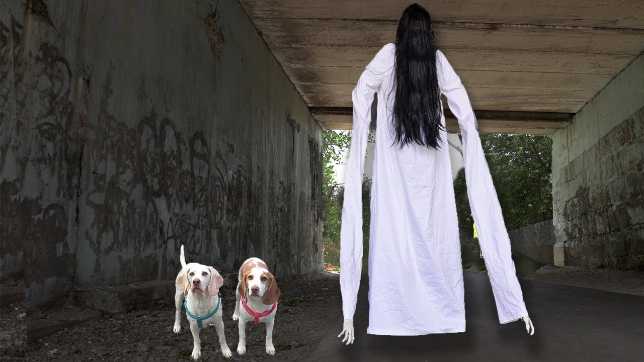 Dogs vs Giant Ring Girl Prank‚ Maymo & Indie Face the Tallest Sadako ...
