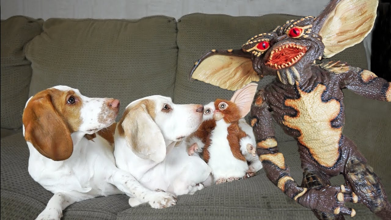 Heroic Hounds to the Rescue! Dogs Save Friend from a Mischievous Gremlin