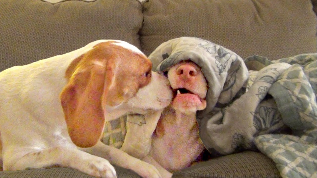 Morning kisses wake up a grumpy pup